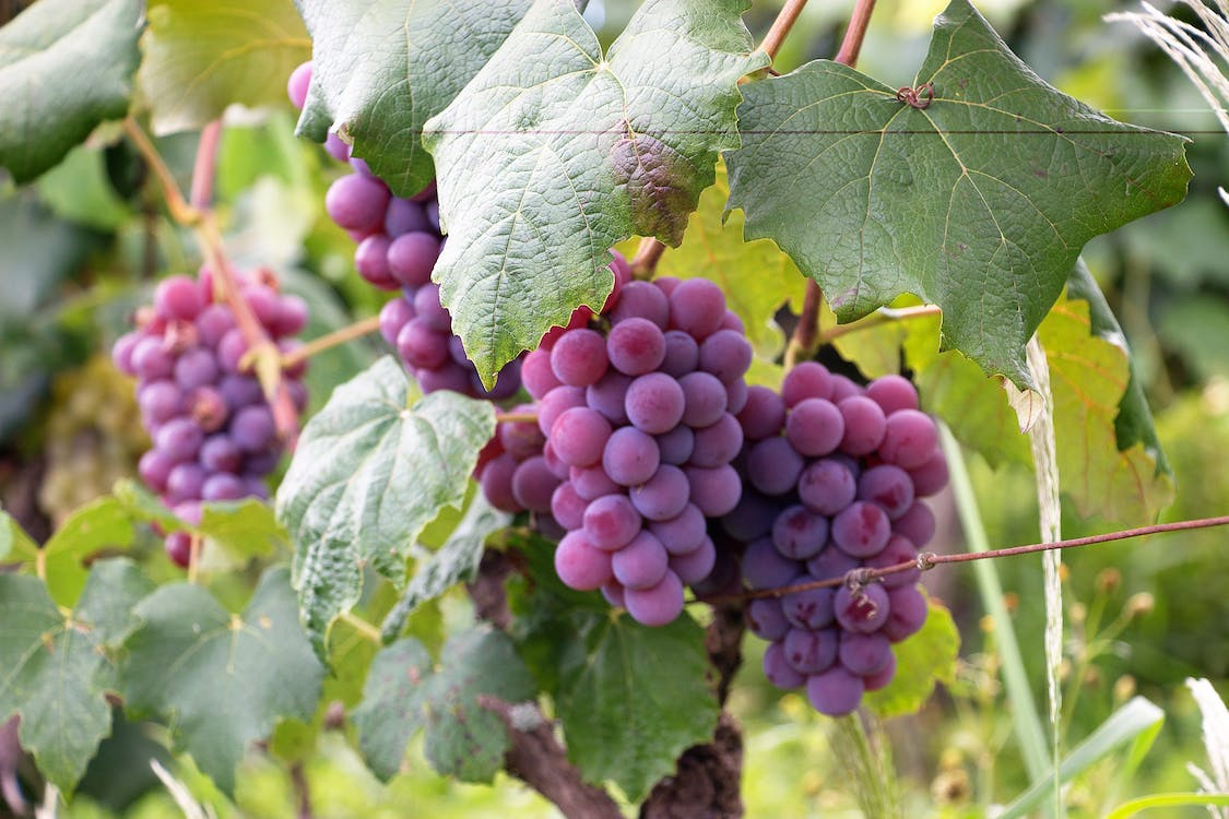 A Toyota’s Guide to the Wine Country of Willamette Valley – Gresham ...